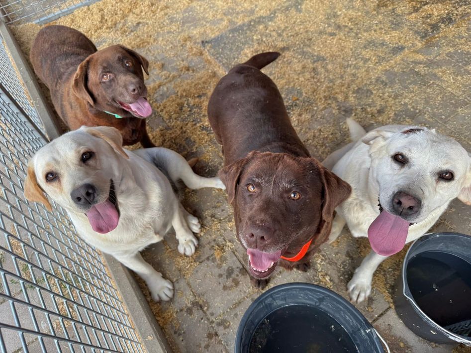 Korea — Labrador-Mix — Dein Haustier / Tier finden - Finde deinen ...