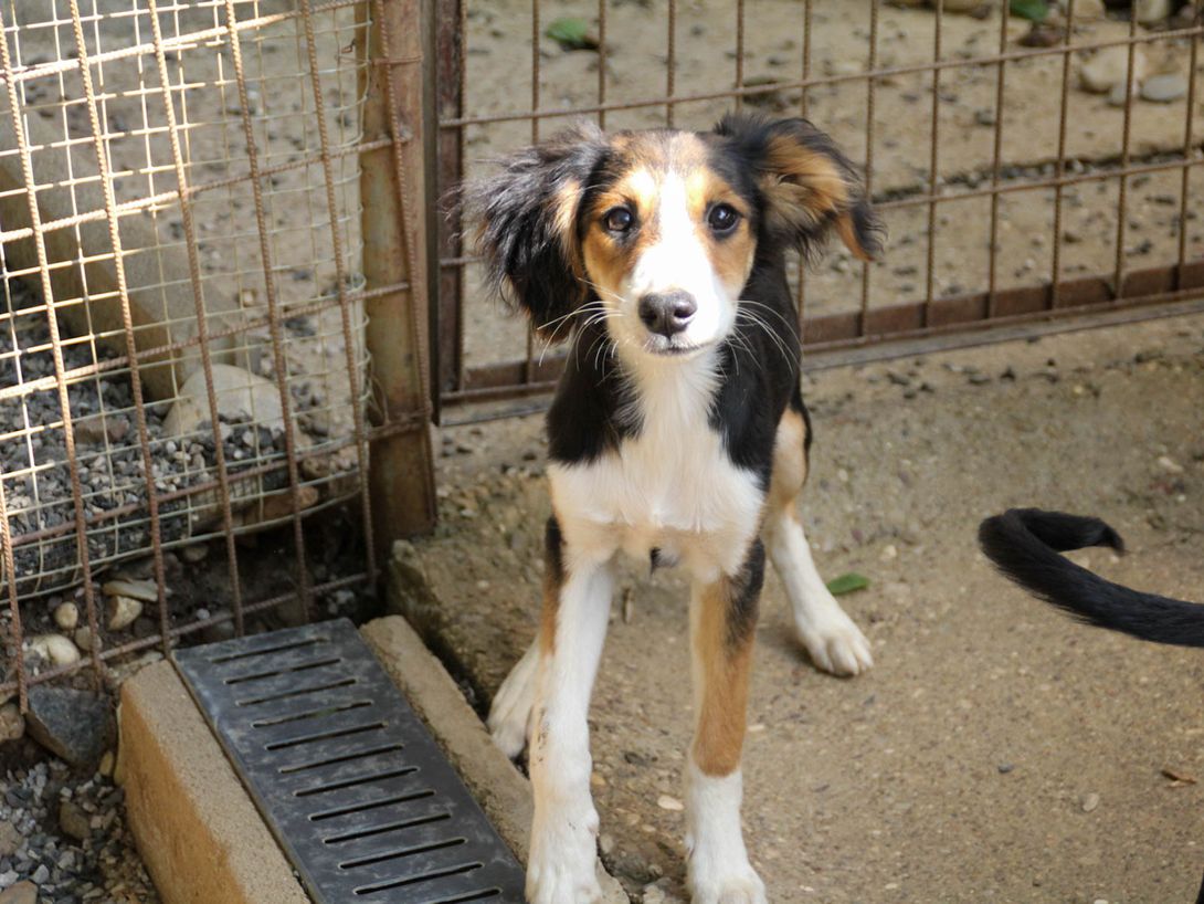 Ilon — Mischling — Dein Haustier / Tier finden - Finde deinen passenden ...