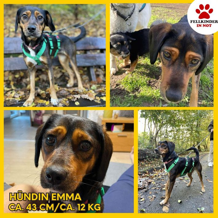 Valyria — Cane Corso Mischling — Dein Haustier / Tier finden - Finde ...