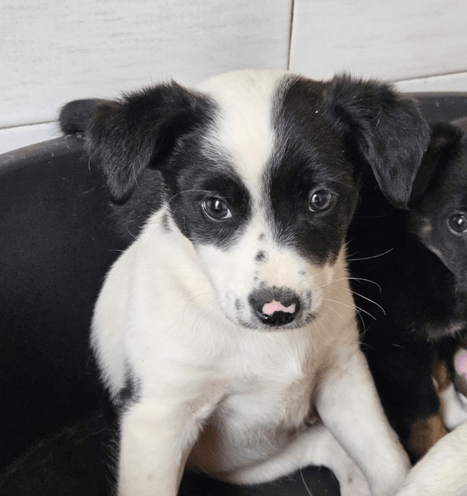 Pico - bereits in Bayern — Mischling — Dein Haustier / Tier finden ...