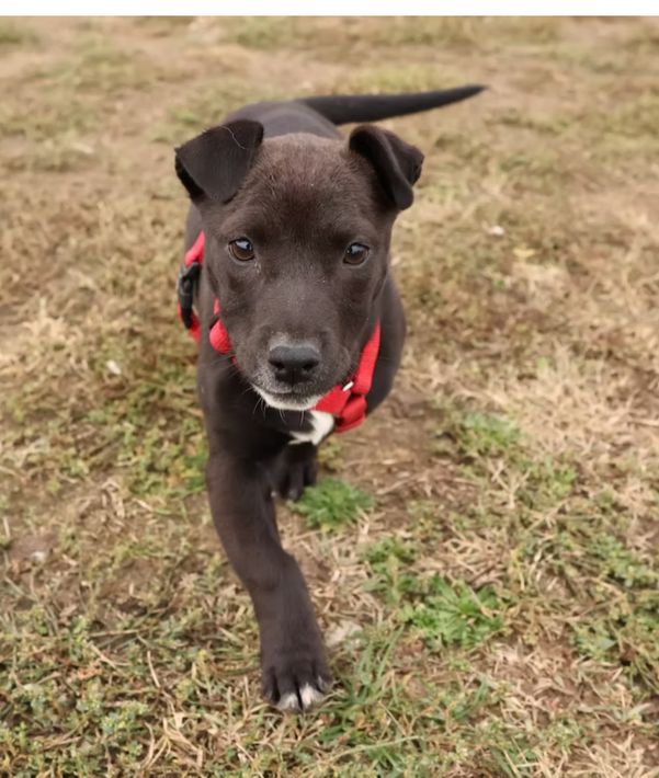 Tierschutzverein Landkreis Landshut - Cats & Dogs in Not e.V. — Furth ...