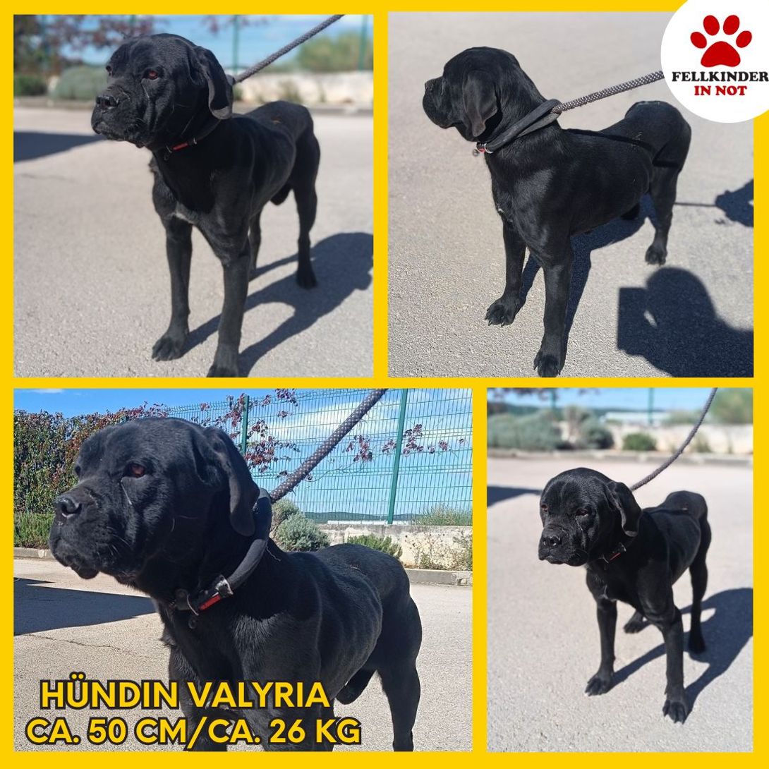 Valyria — Cane Corso Mischling — Dein Haustier / Tier finden - Finde ...