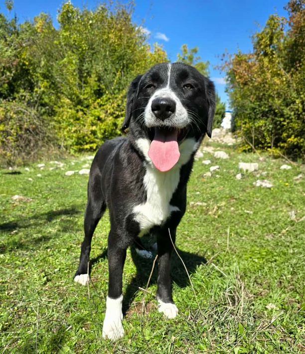 charmanter Peppo — Terrier Mix — Dein Haustier / Tier finden - Finde ...