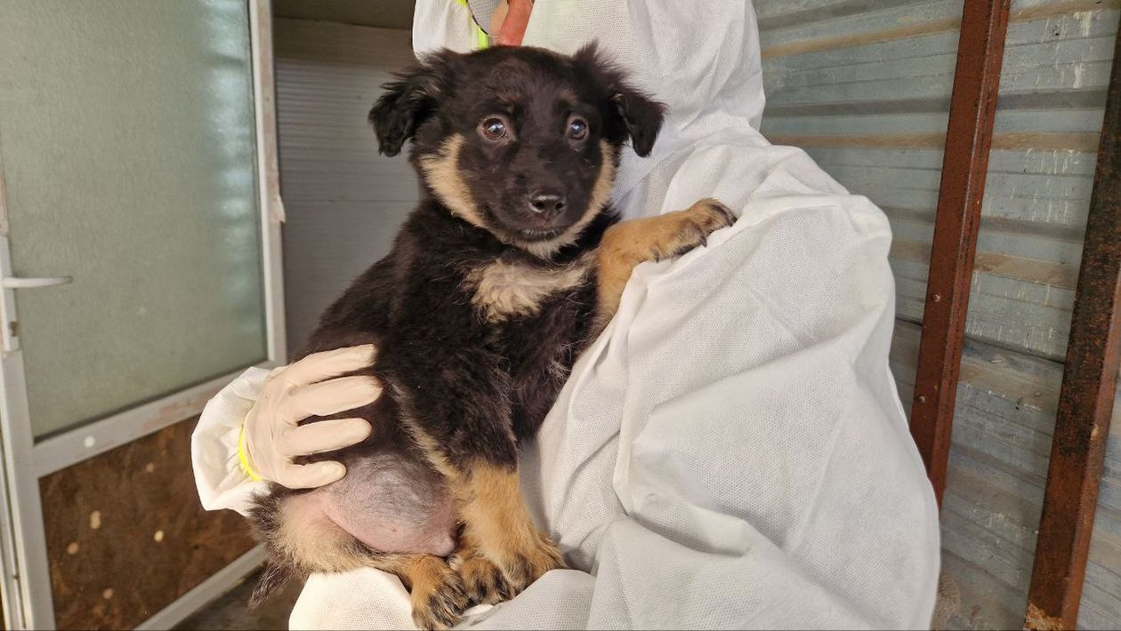 Hunderettung Europa e.V. — Duisburg — Tierheim, Tierschutz, Tierheim in ...