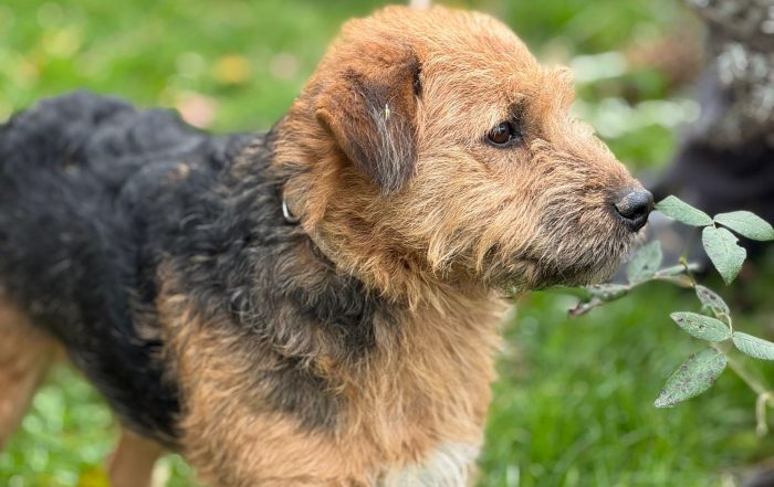 charmanter Peppo — Terrier Mix — Dein Haustier / Tier finden - Finde ...