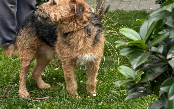 charmanter Peppo — Terrier Mix — Dein Haustier / Tier finden - Finde ...