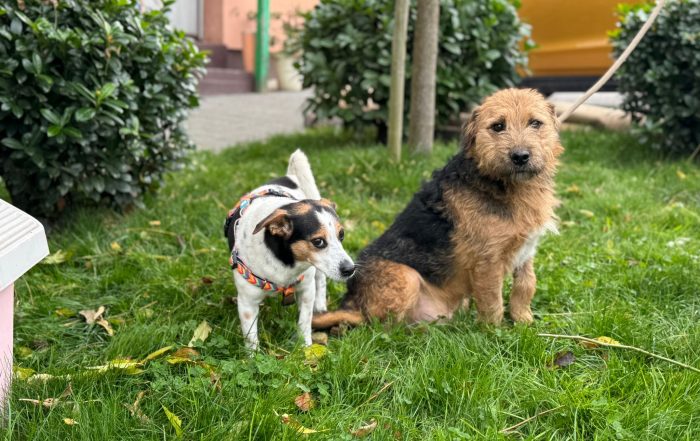 charmanter Peppo — Terrier Mix — Dein Haustier / Tier finden - Finde ...