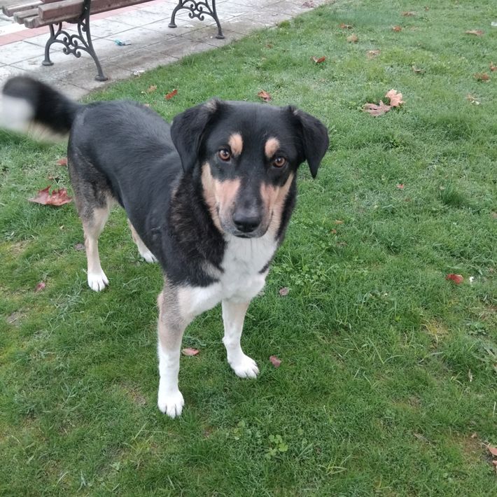 Lilly und Lotte — Kokoni — Dein Haustier / Tier finden - Finde deinen ...