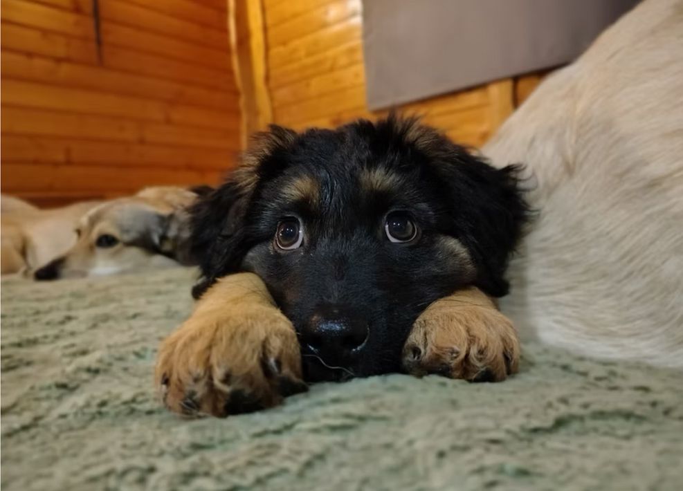 Tierschutzverein Landkreis Landshut - Cats & Dogs in Not e.V. — Furth ...