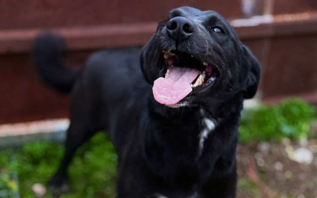 💛sehr liebe Hündin Bibi🌼 — Mischling — Dein Haustier / Tier finden ...