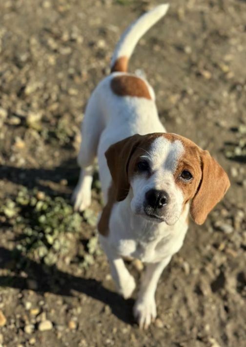 Tierschutzverein Landkreis Landshut - Cats & Dogs in Not e.V. — Furth ...