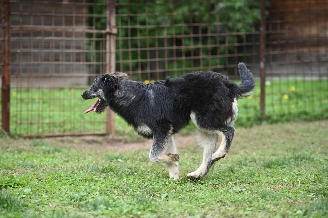 Jeremy - ein toller Gefährte — Mischling — Dein Haustier / Tier finden ...