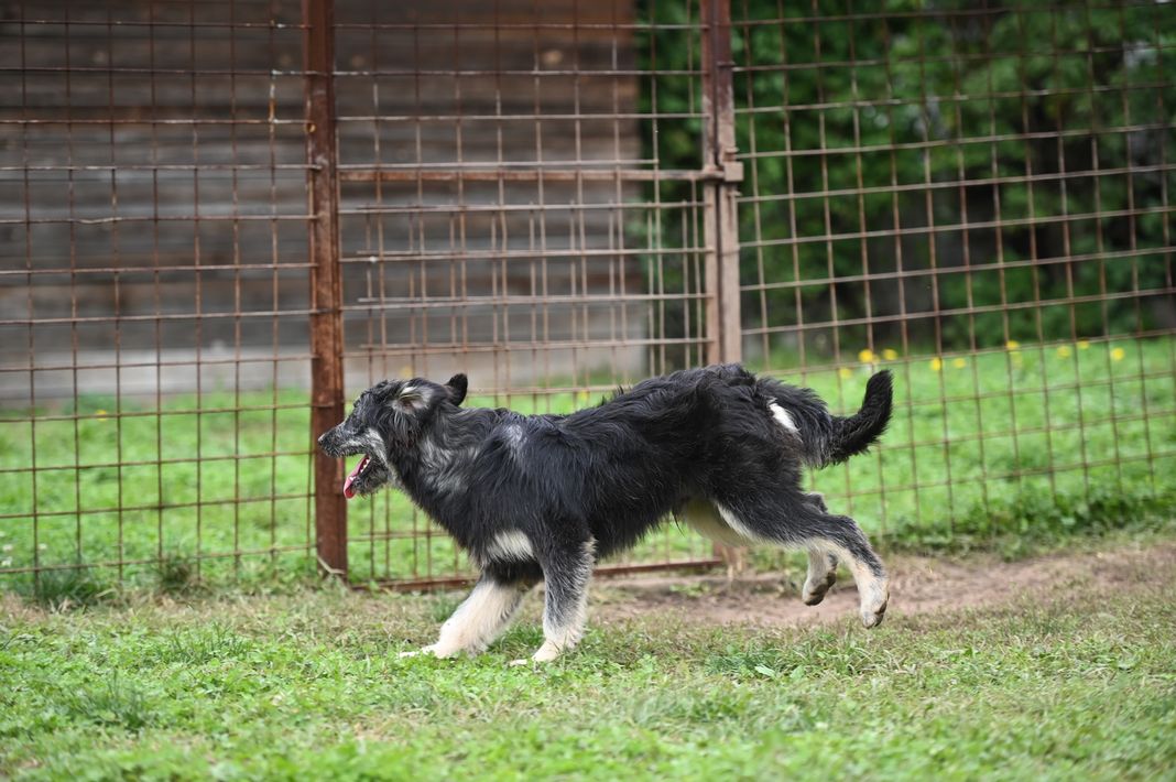 Jeremy - ein toller Gefährte — Mischling — Dein Haustier / Tier finden ...