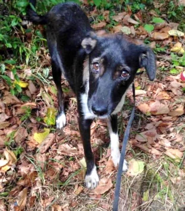 Percy — Mischling — Dein Haustier / Tier finden - Finde deinen ...