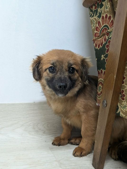 Marie — Mischling — Dein Haustier / Tier finden - Finde deinen ...