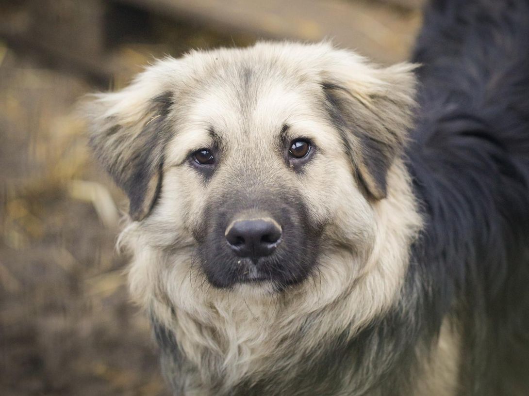 Howard — Mischling — Dein Haustier / Tier finden - Finde deinen ...