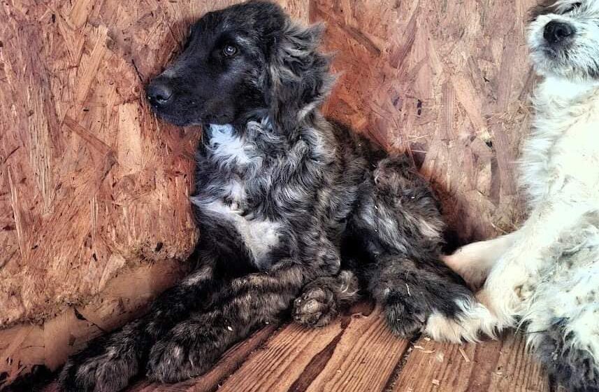 Galahad — Mischling — Dein Haustier / Tier finden - Finde deinen ...