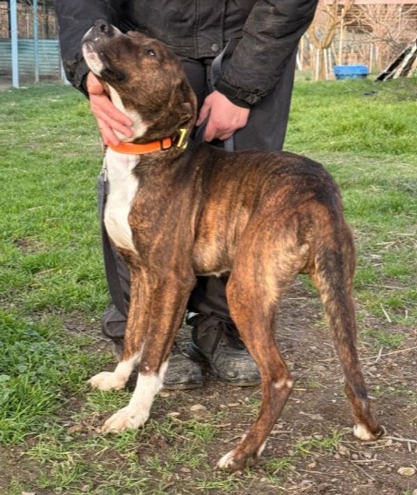 hübscher MAX — Mischling — Dein Haustier / Tier finden - Finde deinen ...