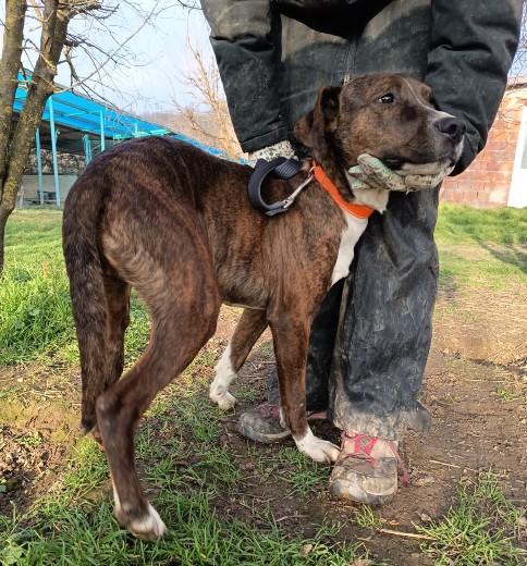 hübscher MAX — Mischling — Dein Haustier / Tier finden - Finde deinen ...