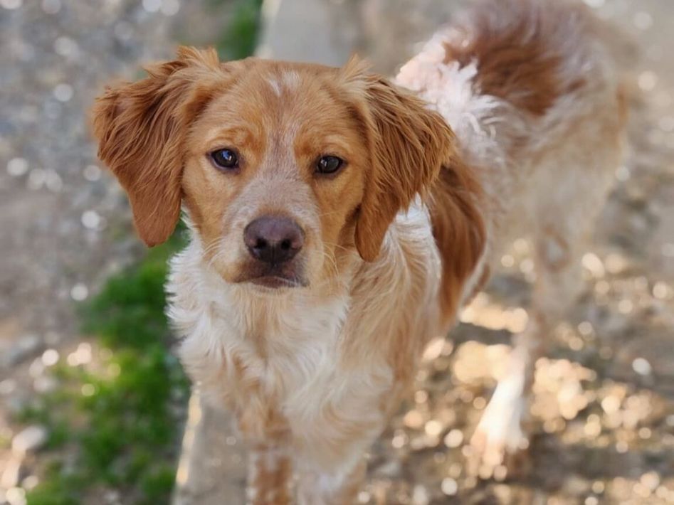 Cracker - in Deutschland — Mischling — Dein Haustier / Tier finden ...