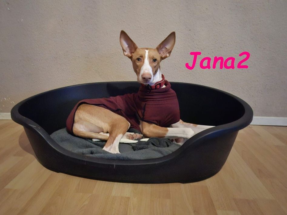 Cracker - in Deutschland — Mischling — Dein Haustier / Tier finden ...