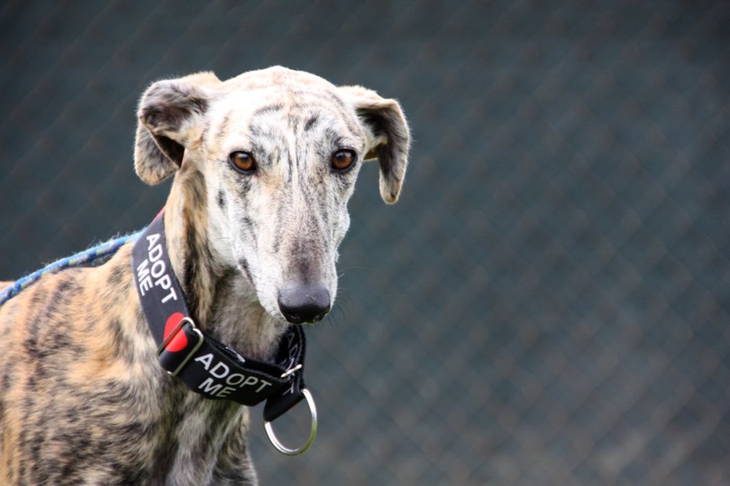 Fetuccini, im TH in Spanien. — Galgo — Dein Haustier / Tier finden ...