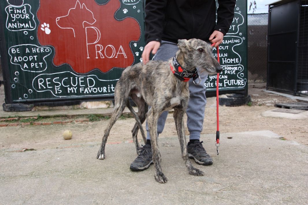 Fetuccini, im TH in Spanien. — Galgo — Dein Haustier / Tier finden ...