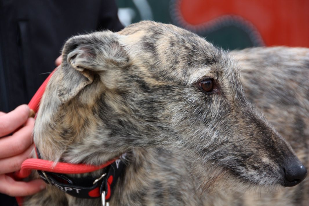 Fetuccini, im TH in Spanien. — Galgo — Dein Haustier / Tier finden ...