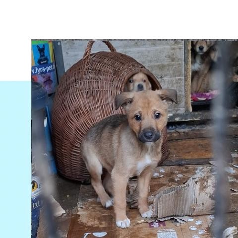 Eva 🐾🐕 — Mischling — Dein Haustier / Tier finden - Finde deinen ...