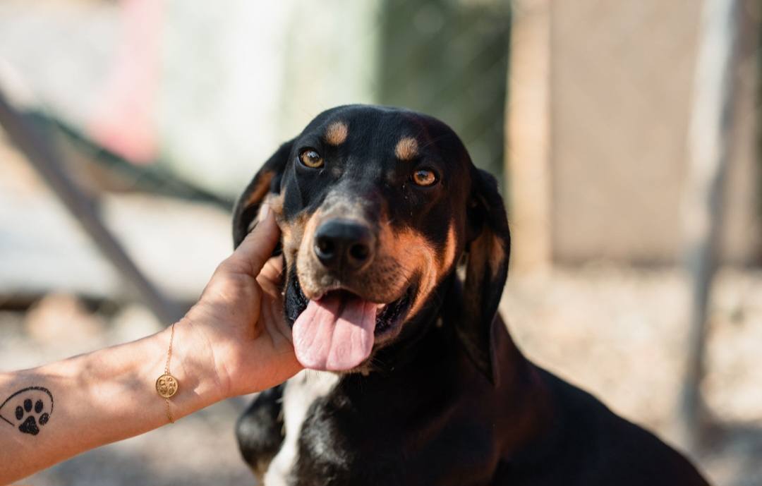 Apollon — Mischling — Dein Haustier / Tier finden - Finde deinen ...
