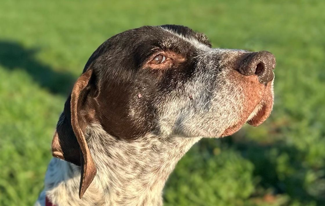 Sandy — Mischling — Dein Haustier / Tier finden - Finde deinen ...