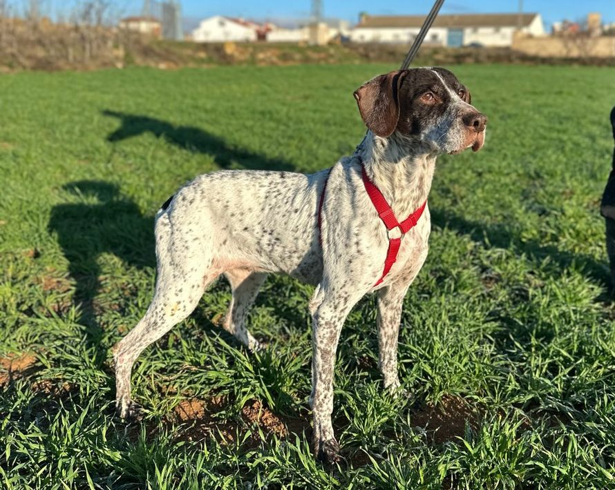 Sandy — Mischling — Dein Haustier / Tier finden - Finde deinen ...