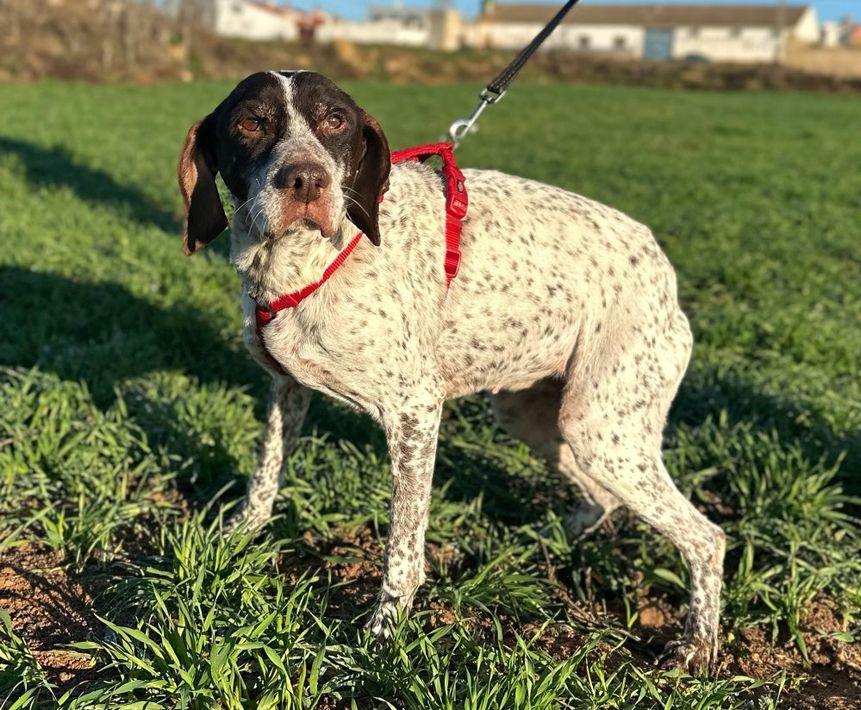 Sandy — Mischling — Dein Haustier / Tier finden - Finde deinen ...