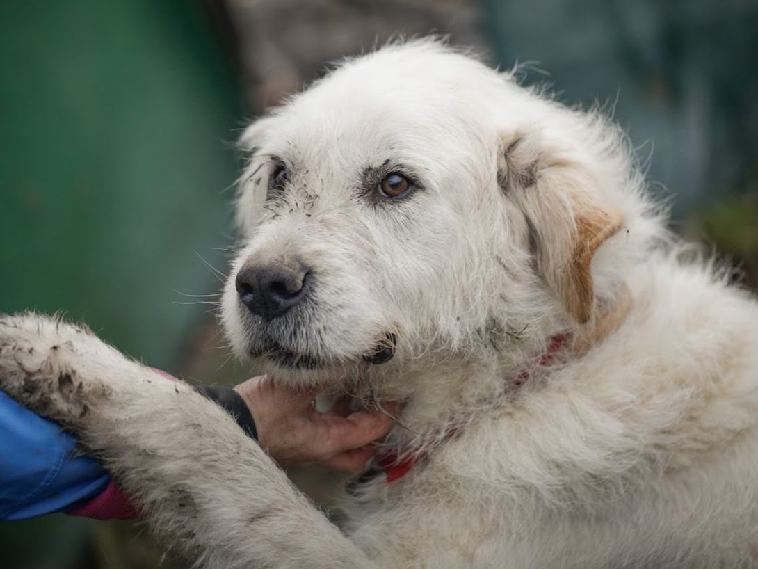 Zeus 🤍🐻🤍 — Mischling — Dein Haustier / Tier finden - Finde deinen ...