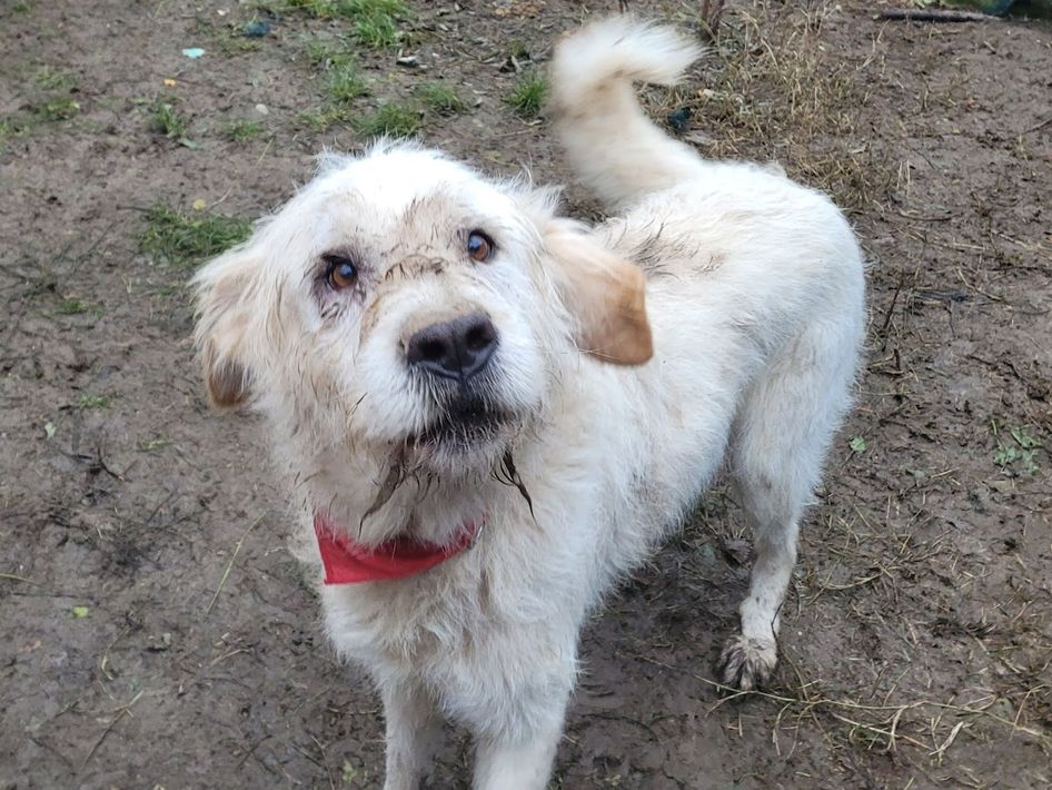 Zeus 🤍🐻🤍 — Mischling — Dein Haustier / Tier finden - Finde deinen ...