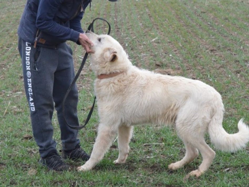 Zeus 🤍🐻🤍 — Mischling — Dein Haustier / Tier finden - Finde deinen ...