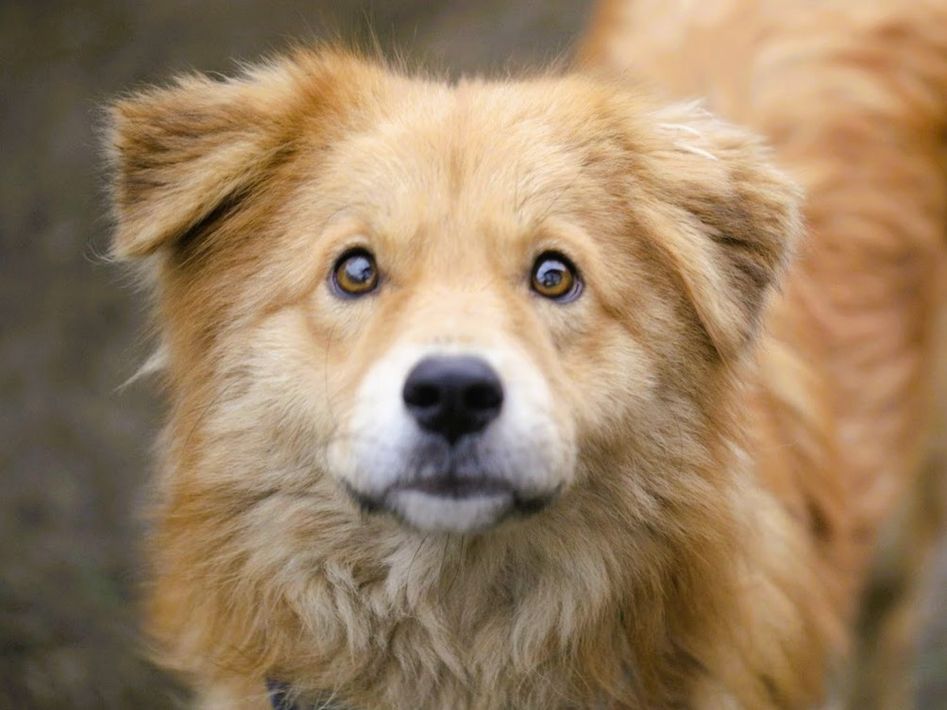 Zeus 🤍🐻🤍 — Mischling — Dein Haustier / Tier finden - Finde deinen ...