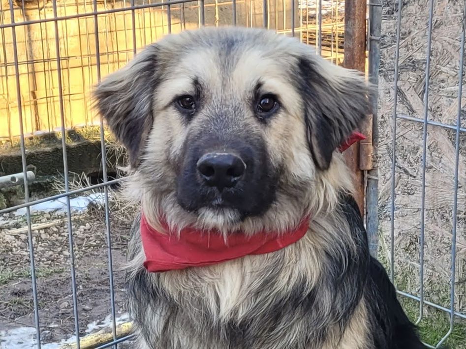 Zeus 🤍🐻🤍 — Mischling — Dein Haustier / Tier finden - Finde deinen ...