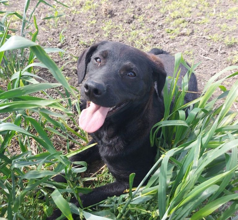 Rada — Labrador Mix — Dein Haustier / Tier finden - Finde deinen ...