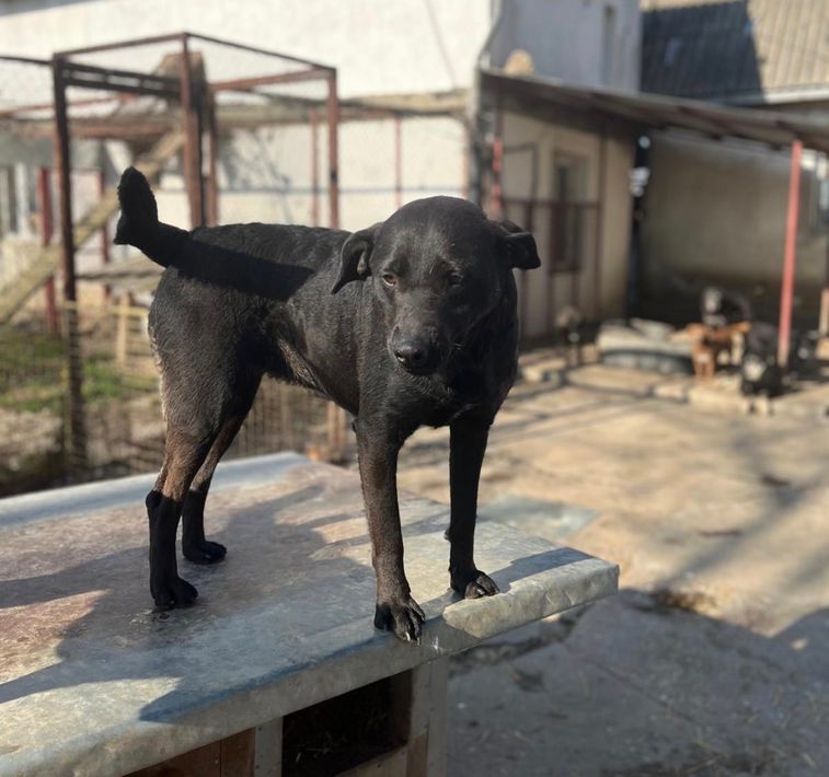 Rada — Labrador Mix — Dein Haustier / Tier finden - Finde deinen ...