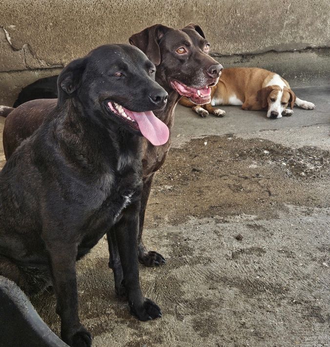 Rada — Labrador Mix — Dein Haustier / Tier finden - Finde deinen ...