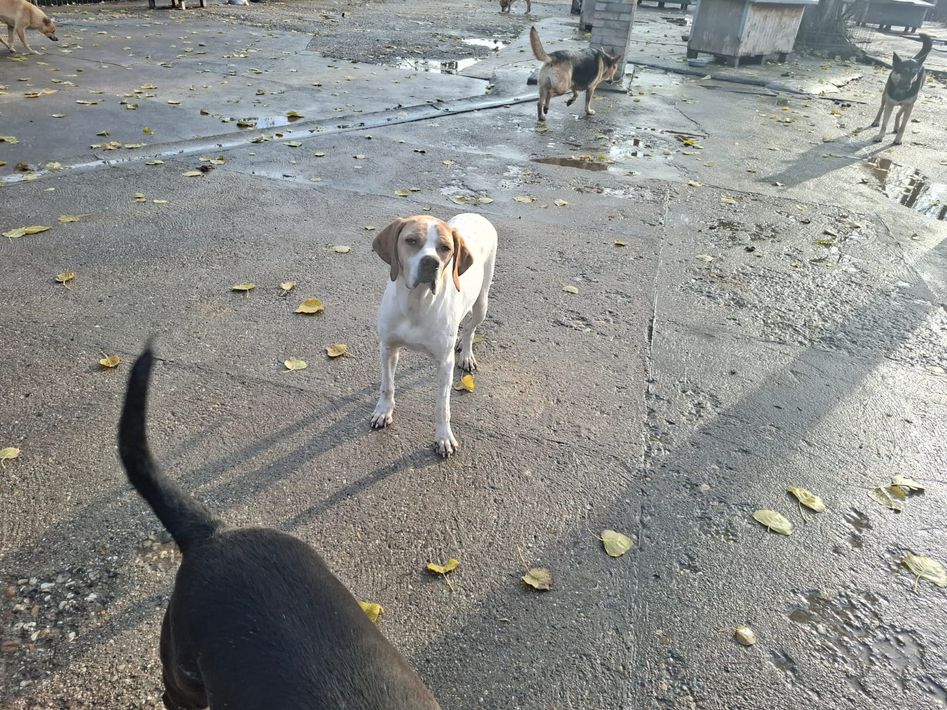 Tia — Pointer — Dein Haustier / Tier finden - Finde deinen passenden ...