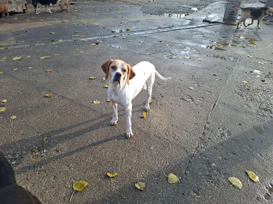 Tia — Pointer — Dein Haustier / Tier finden - Finde deinen passenden ...