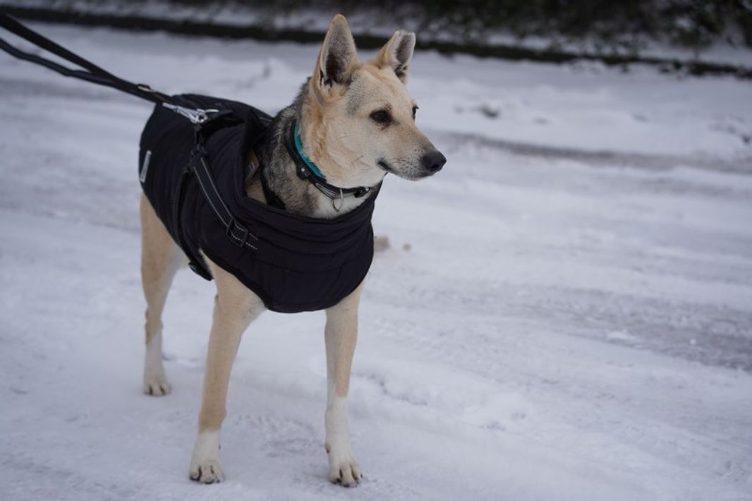 Mary Beth — Mischling — Dein Haustier / Tier finden - Finde deinen ...