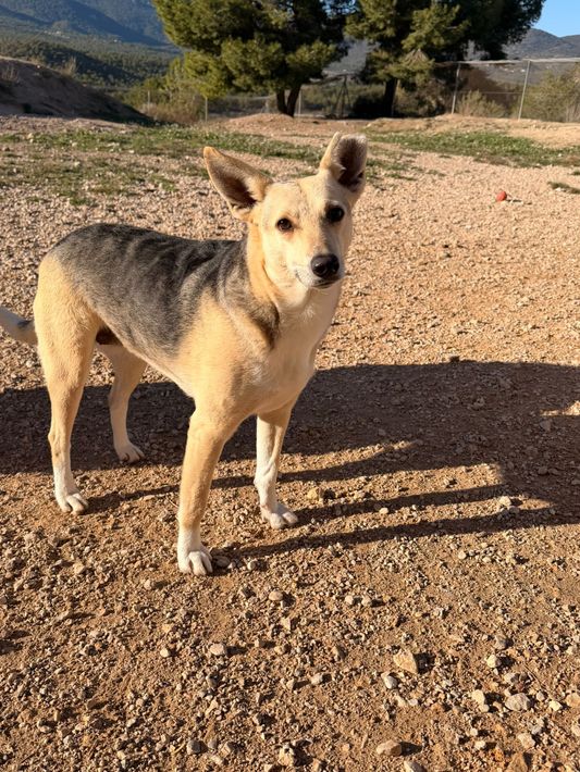 Mary Beth — Mischling — Dein Haustier / Tier finden - Finde deinen ...