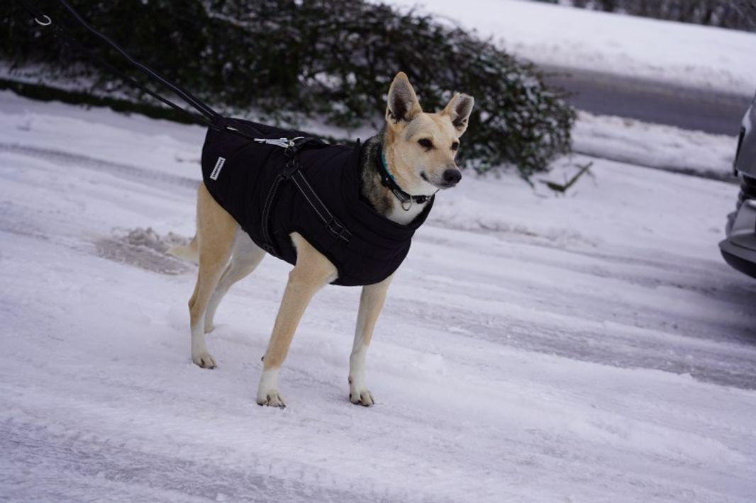 Mary Beth — Mischling — Dein Haustier / Tier finden - Finde deinen ...