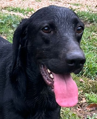 Bruno — Jagdhund-Mischling — Dein Haustier / Tier finden - Finde deinen ...