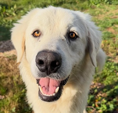 Bruno — Jagdhund-Mischling — Dein Haustier / Tier finden - Finde deinen ...