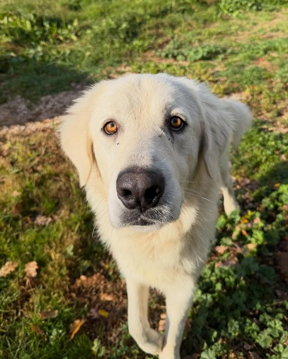 ROMY — Maremmano-Mischling? — Dein Haustier / Tier finden - Finde ...