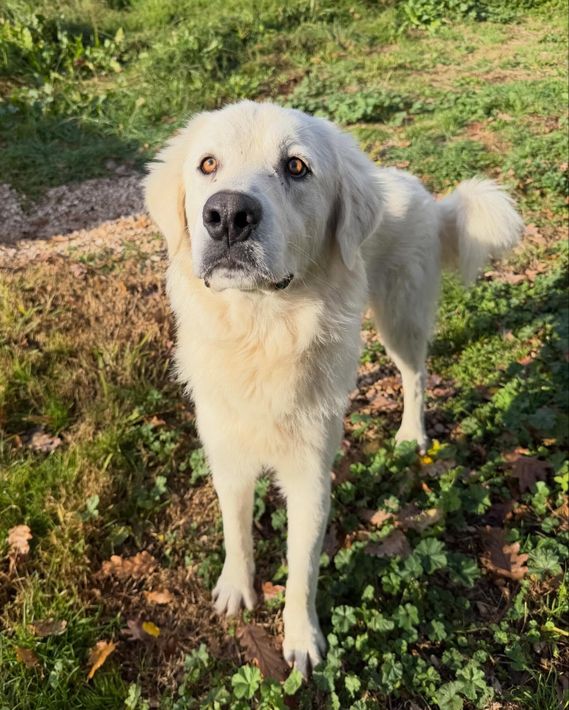 ROMY — Maremmano-Mischling? — Dein Haustier / Tier finden - Finde ...